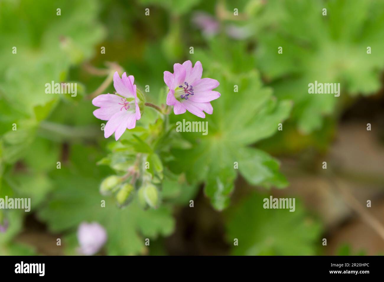 Dove's-foot Crane's-bill, Geranium molle, Dovesfoot geranium, Sussex ...