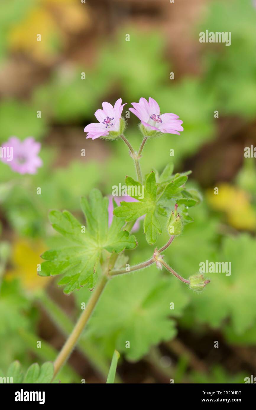 Dove's-foot Crane's-bill, Geranium molle, Dovesfoot geranium, Sussex ...