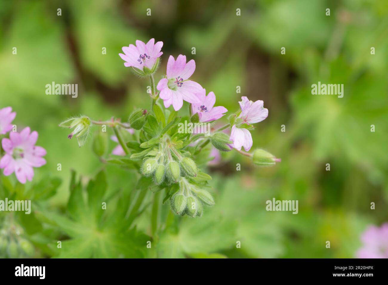 Dove's-foot Crane's-bill, Geranium molle, Dovesfoot geranium, Sussex ...
