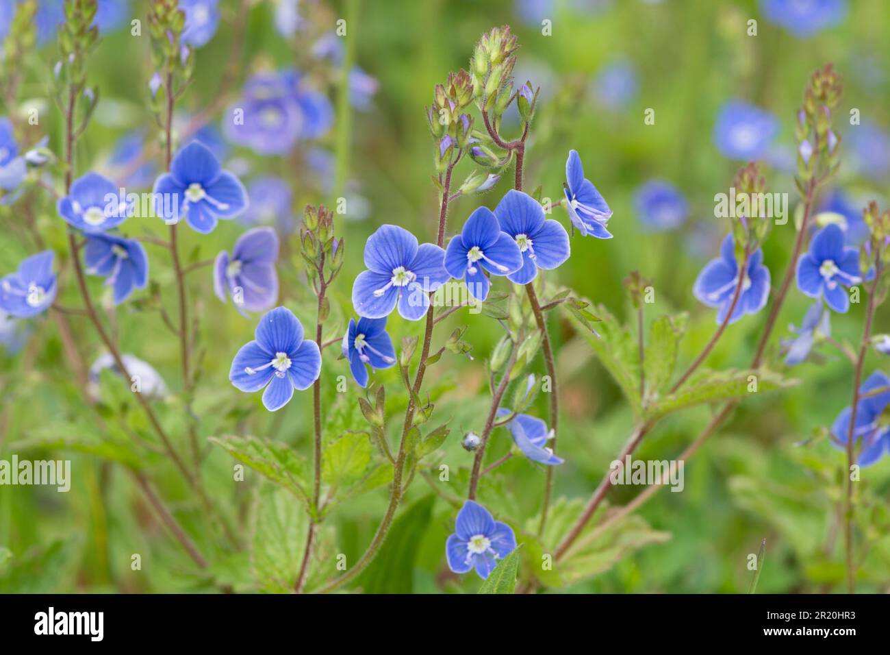 Germander Speedwell, Veronica chamaedrys, Sussex, May Stock Photo - Alamy