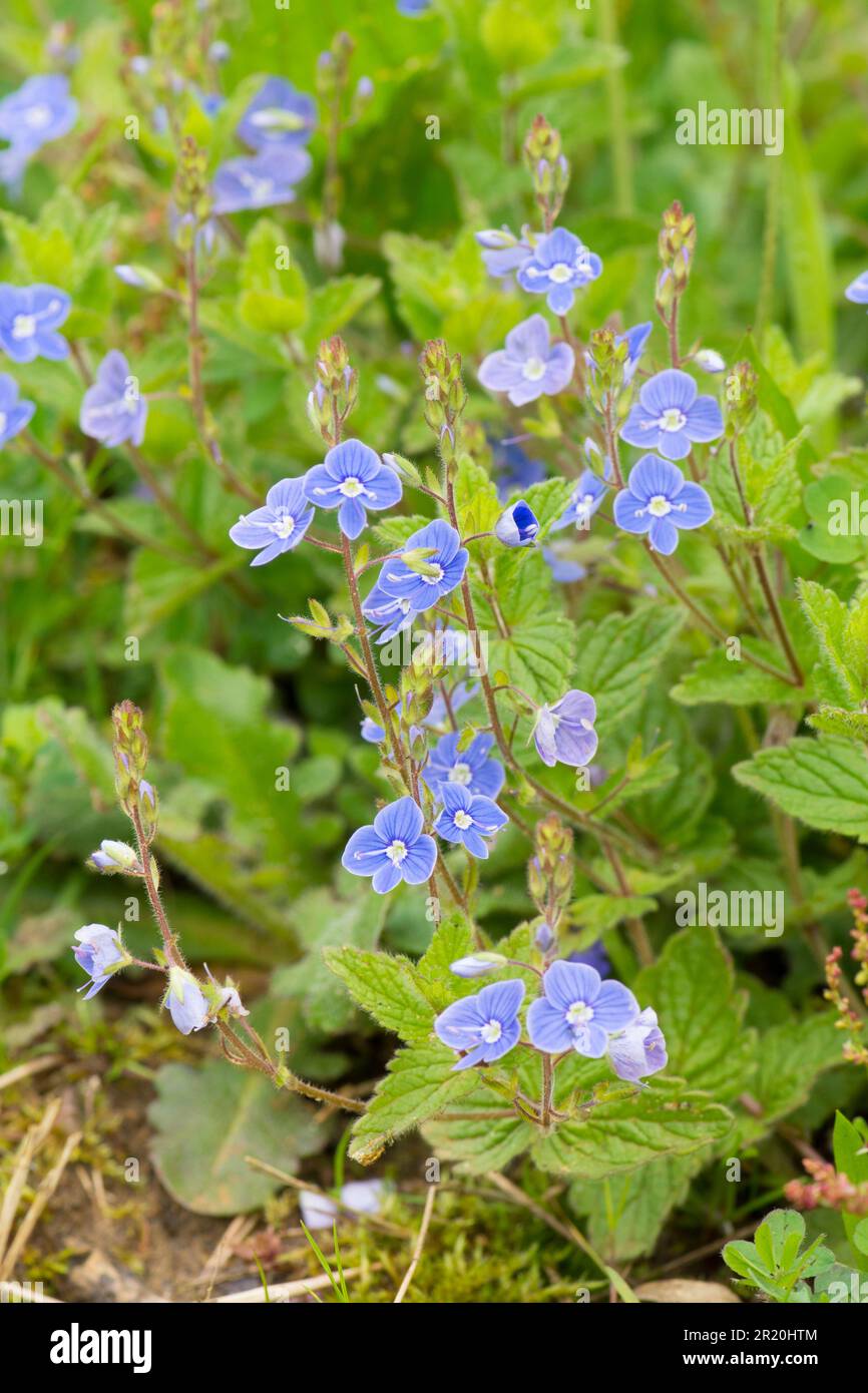 Germander Speedwell, Veronica chamaedrys, Sussex, May Stock Photo - Alamy