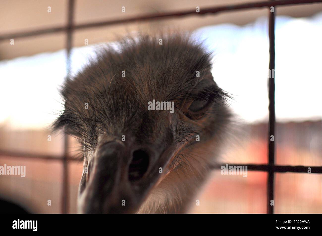 Close up of an ostrich bird's face in a fence Stock Photo - Alamy