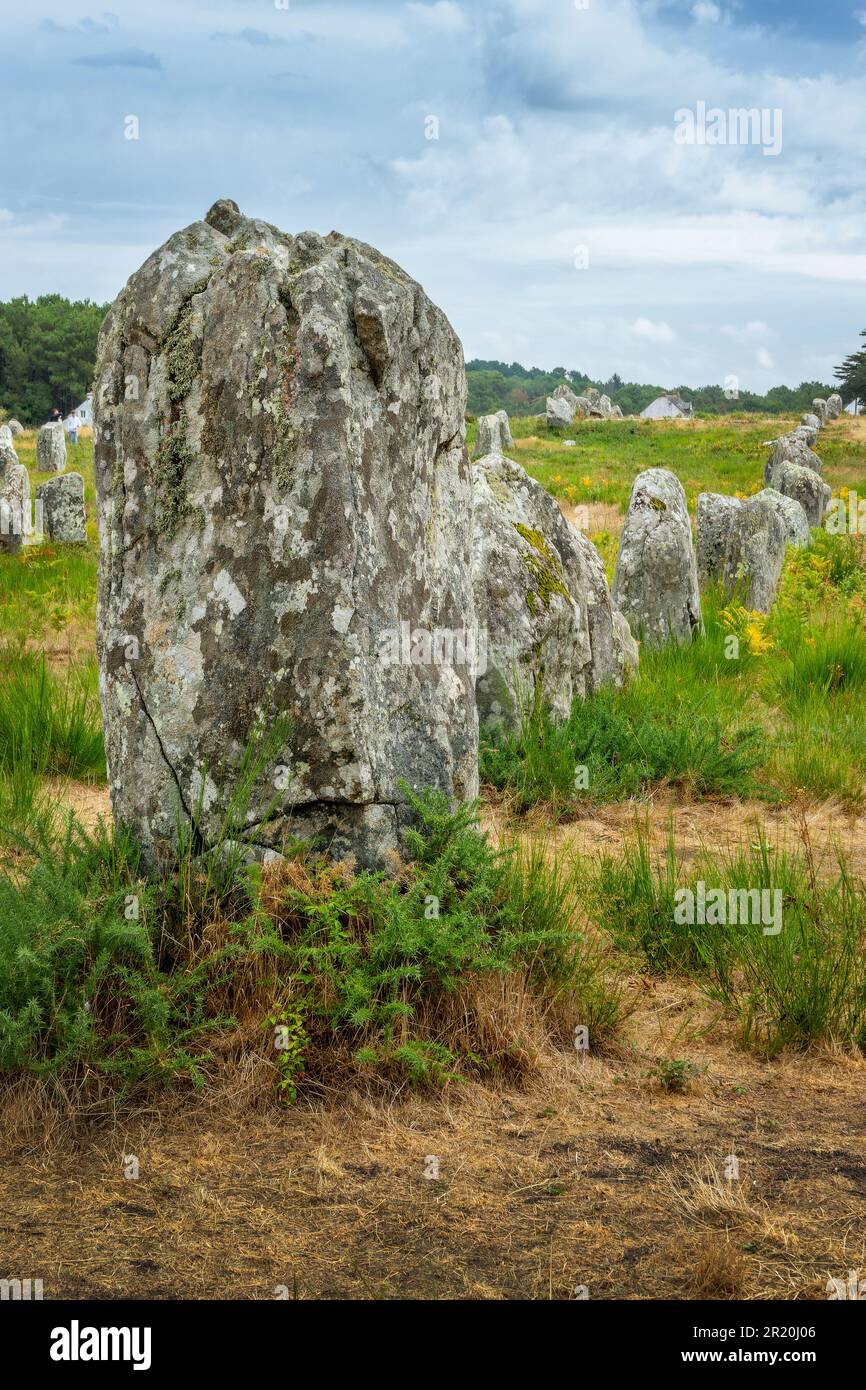 Standing stones (or menhirs) in the Menec alignment in Carnac, Morbihan ...