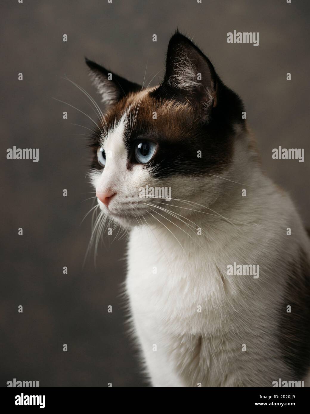 A snowshoe tabby cat with bright blue eyes stares off to the left ...