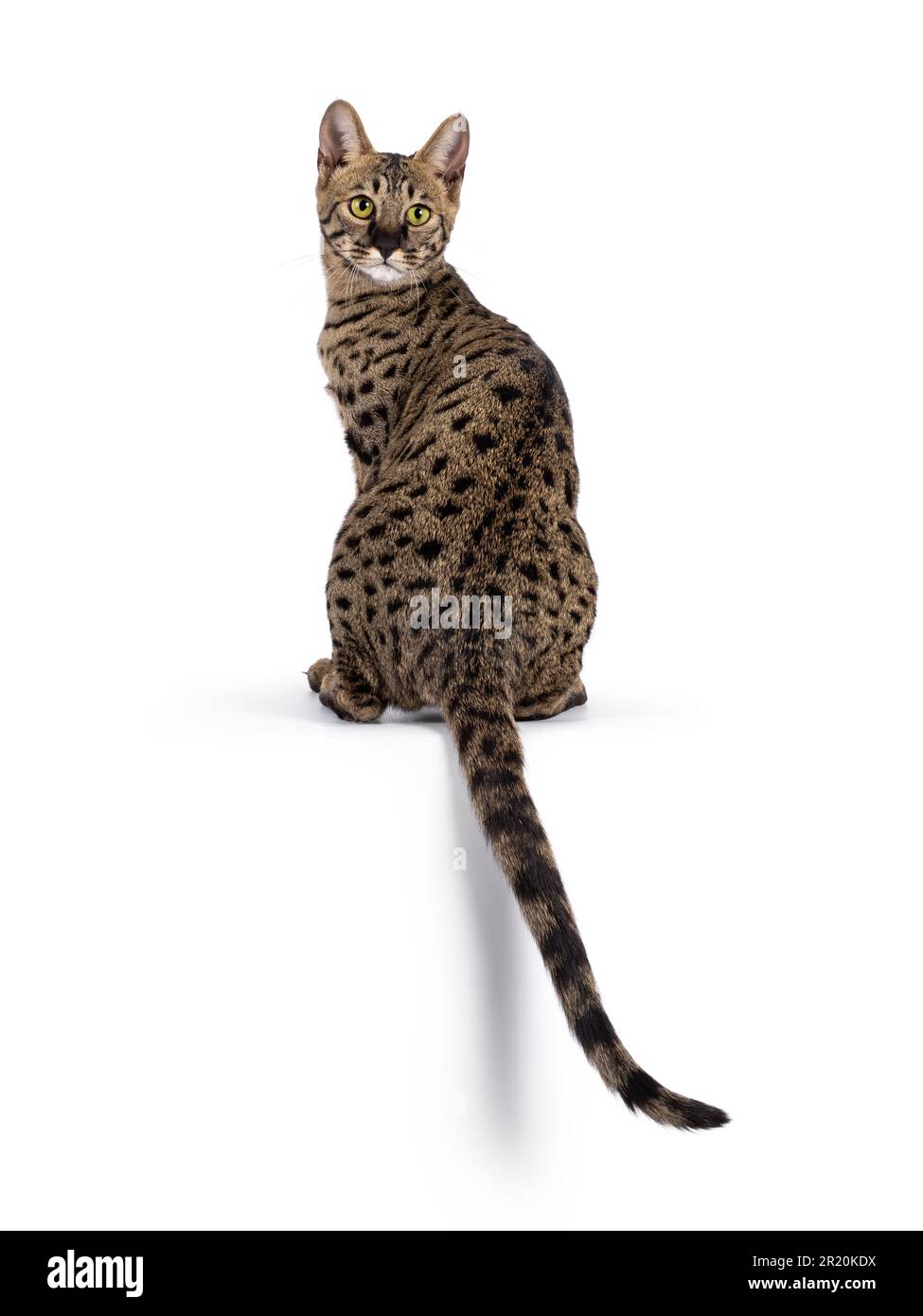 Savannah F4 cat with loads of serval resemblance, sitting backwards on ...