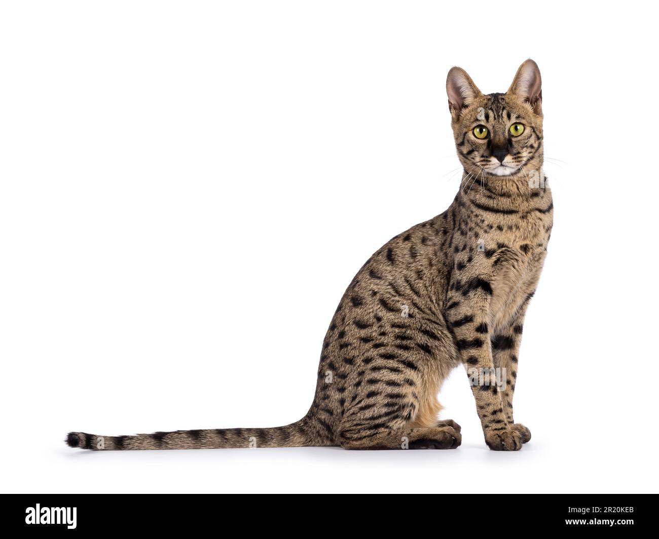 Savannah F4 cat with loads of serval resemblance, sitting up side ways ...
