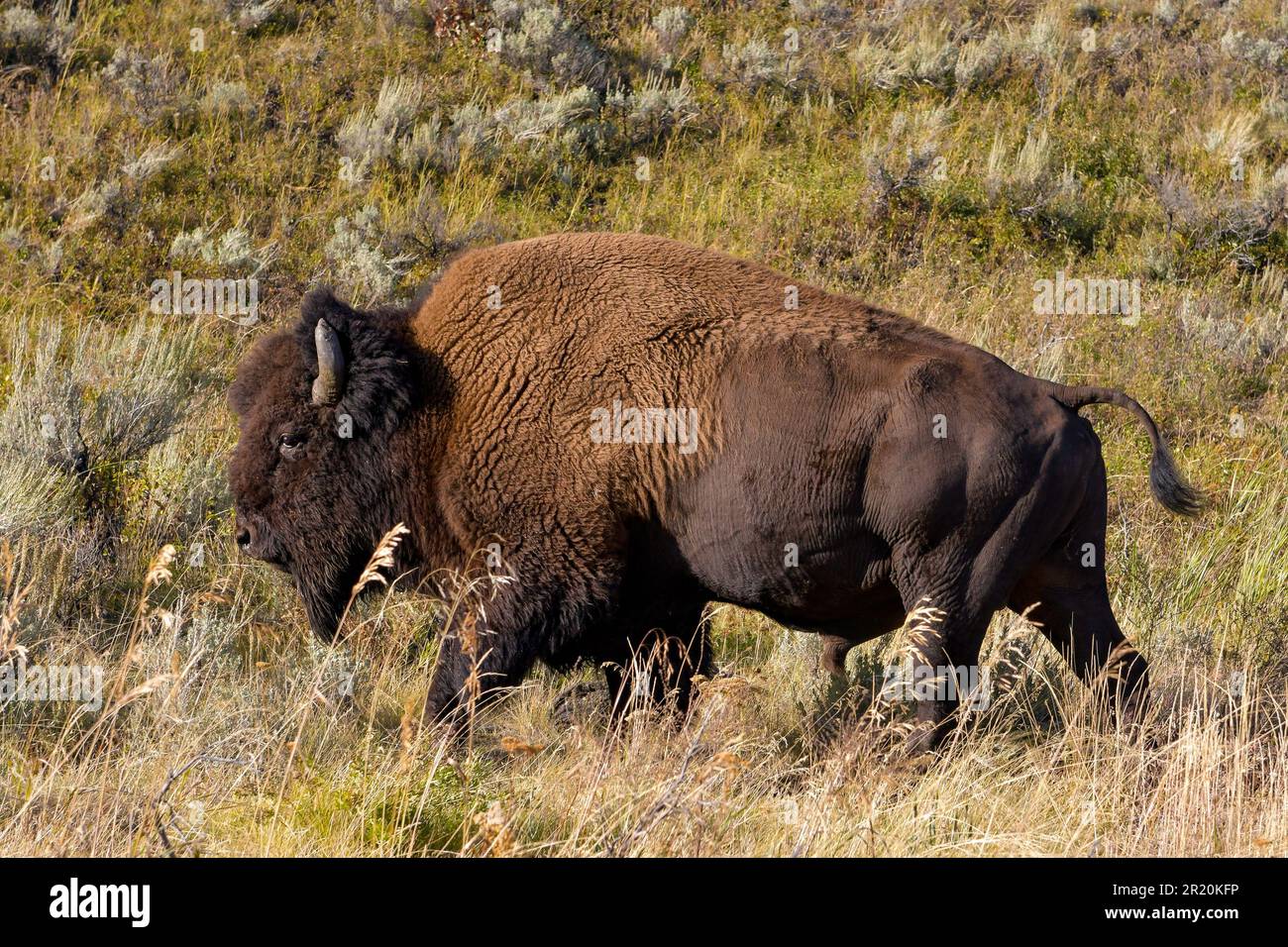 Bison shot in the Lamar Valley Yellowstone Wyoming USA Stock Photo - Alamy