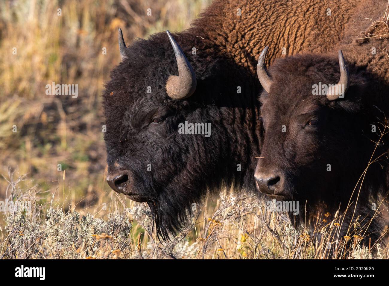 Bison shot in the Lamar Valley Yellowstone Wyoming USA Stock Photo - Alamy