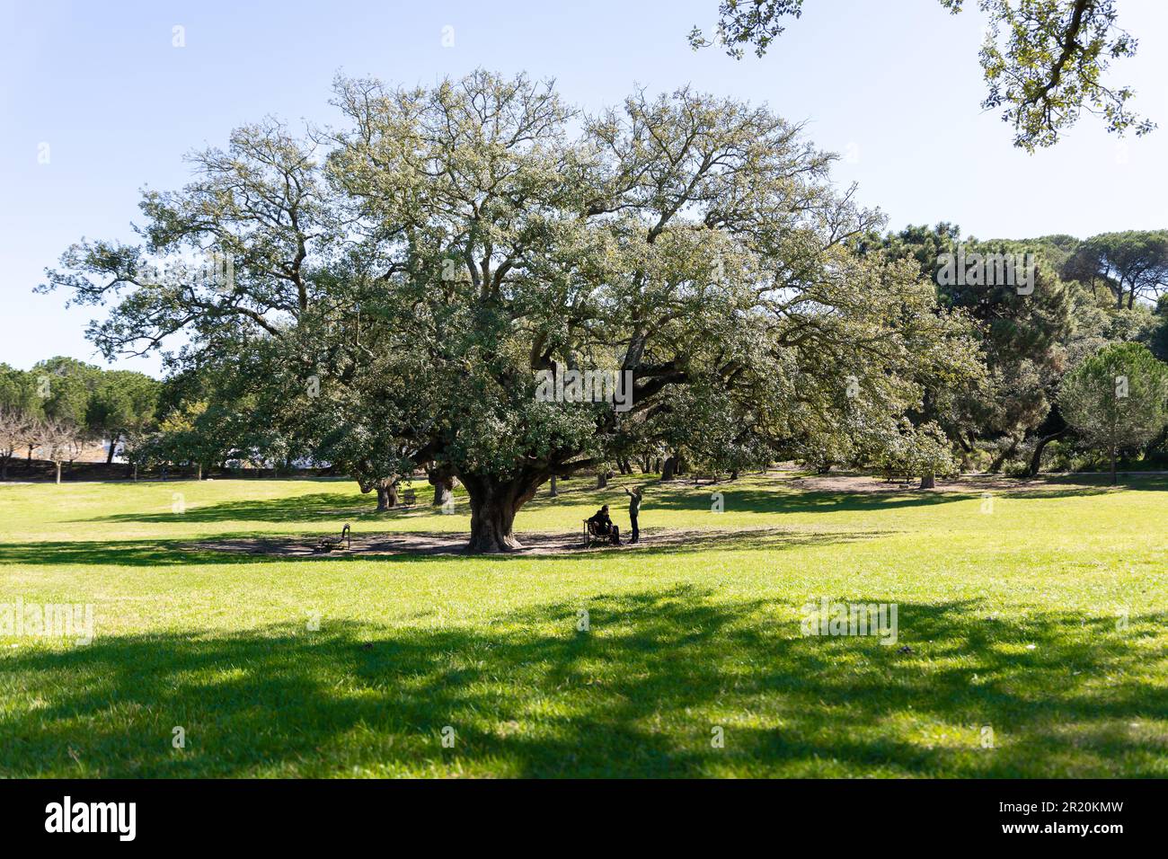 Big oak tree in a green park - a man sitting on bench under the tree ...