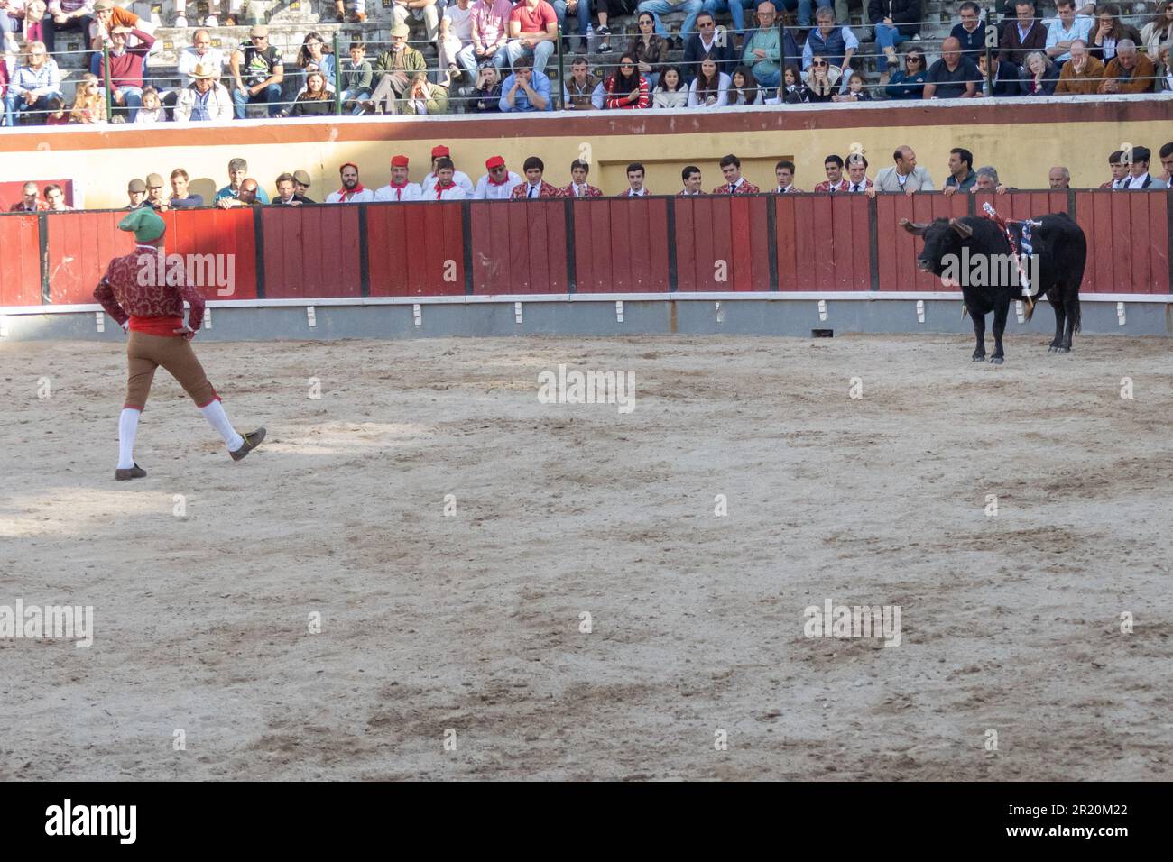 March 26, 2023 Lisbon, Portugal: Tourada - forcado provoking the bull ...