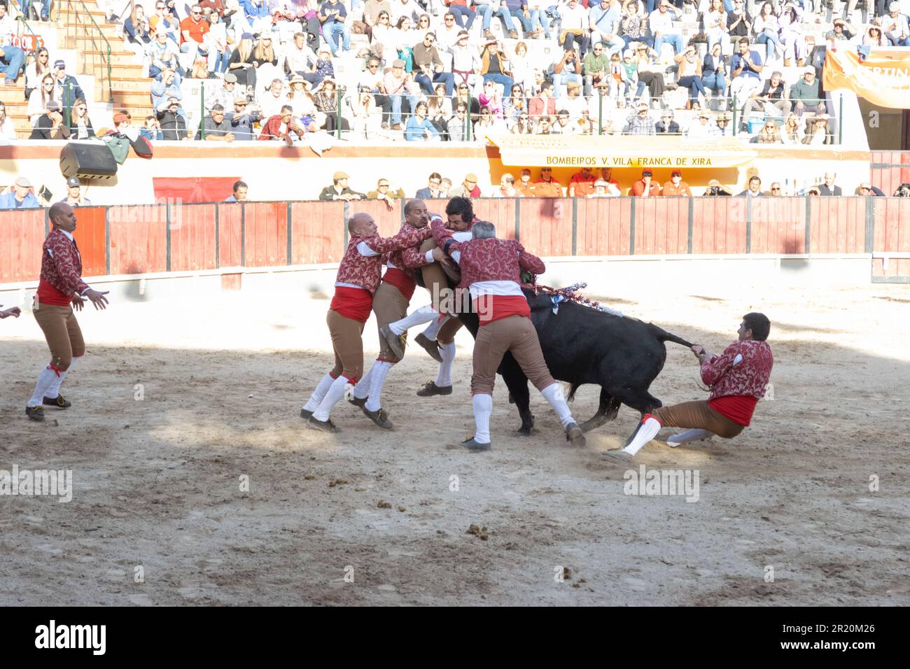 March 26, 2023 Lisbon, Portugal: Tourada - forcados save a man from ...