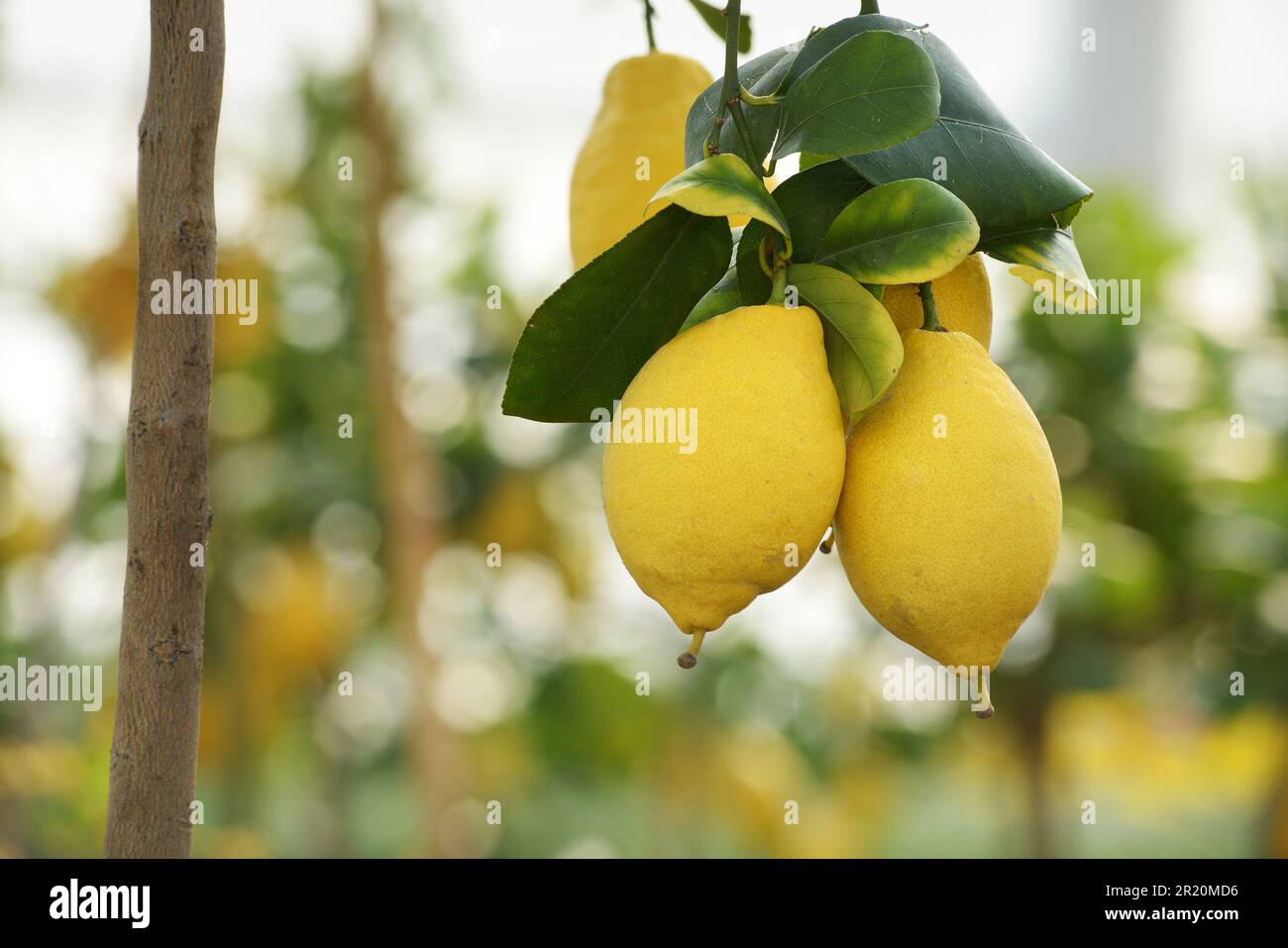 Whole lemons growing hi-res stock photography and images - Alamy