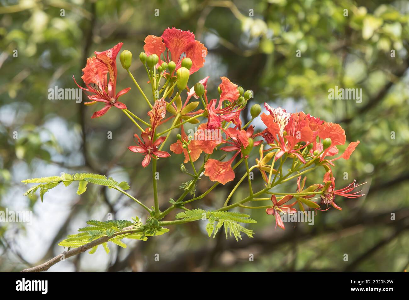 Close up Red Flamboyant flower,The Flame Tree , Royal Poinciana Stock ...