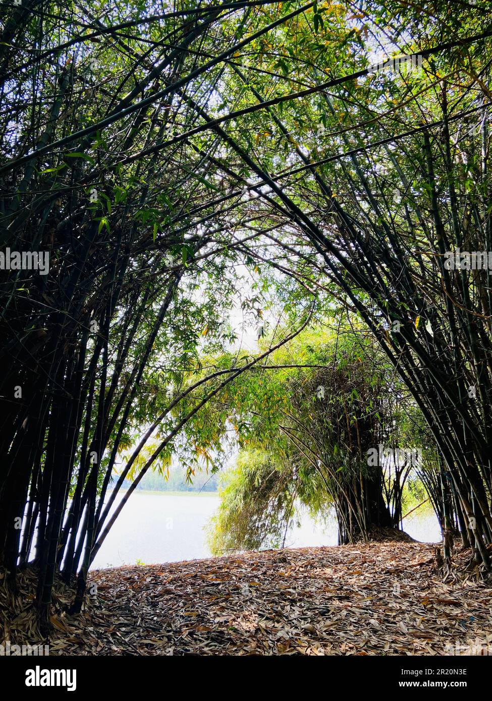 A scenic pathway lined by lush bamboo stalks leading to a tranquil lake ...