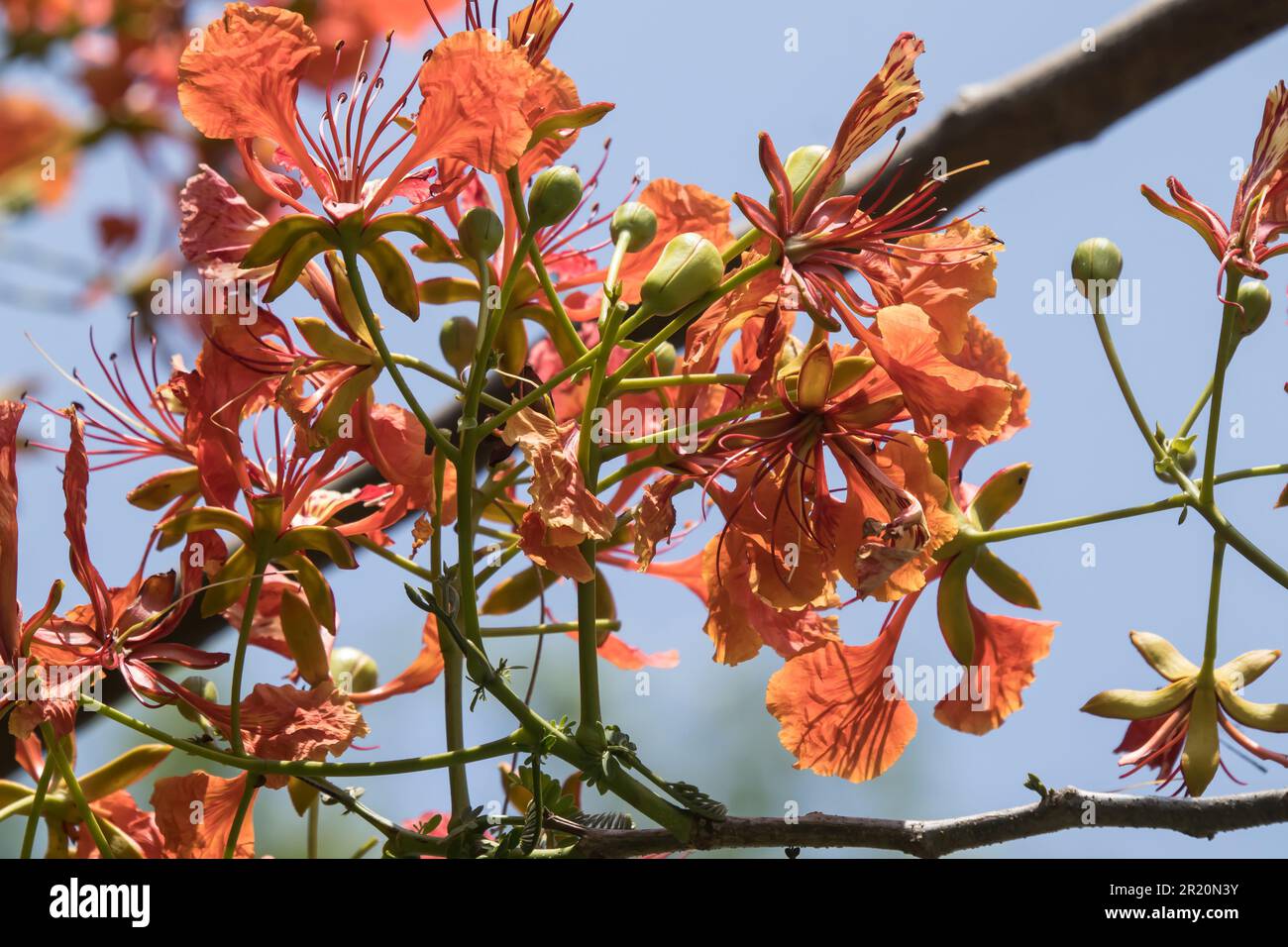 Close up Red Flamboyant flower,The Flame Tree , Royal Poinciana Stock ...
