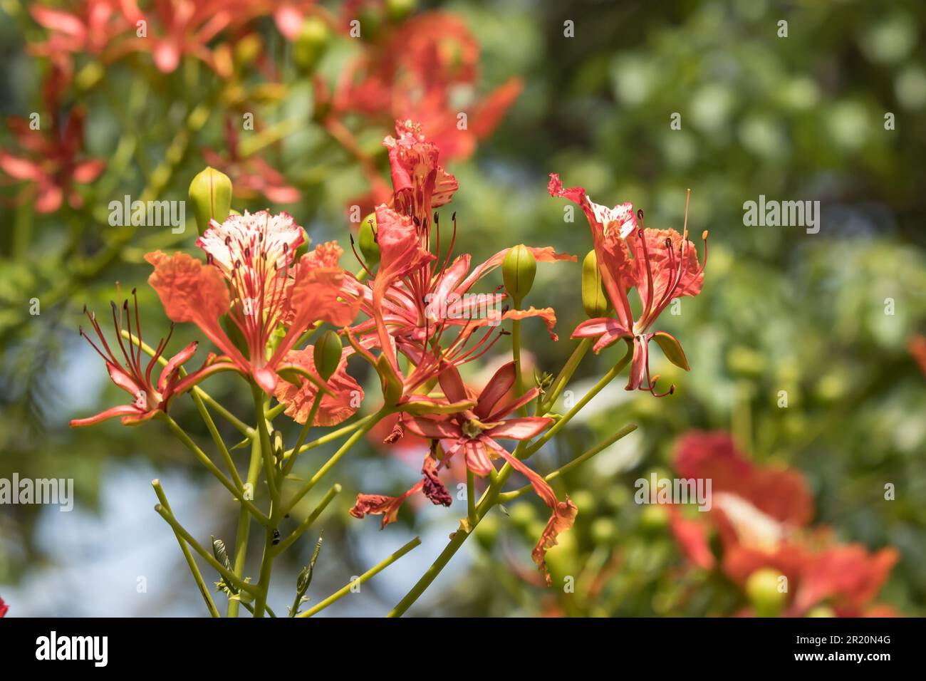 Close up Red Flamboyant flower,The Flame Tree , Royal Poinciana Stock ...