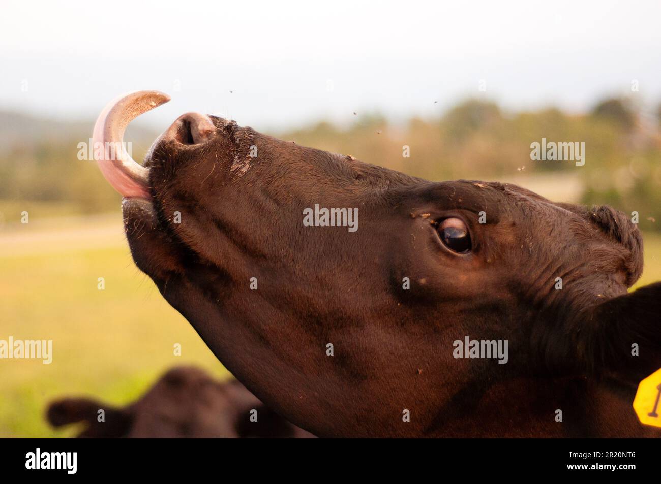 A closeup image of a contented cow, its tongue extended in a relaxed ...