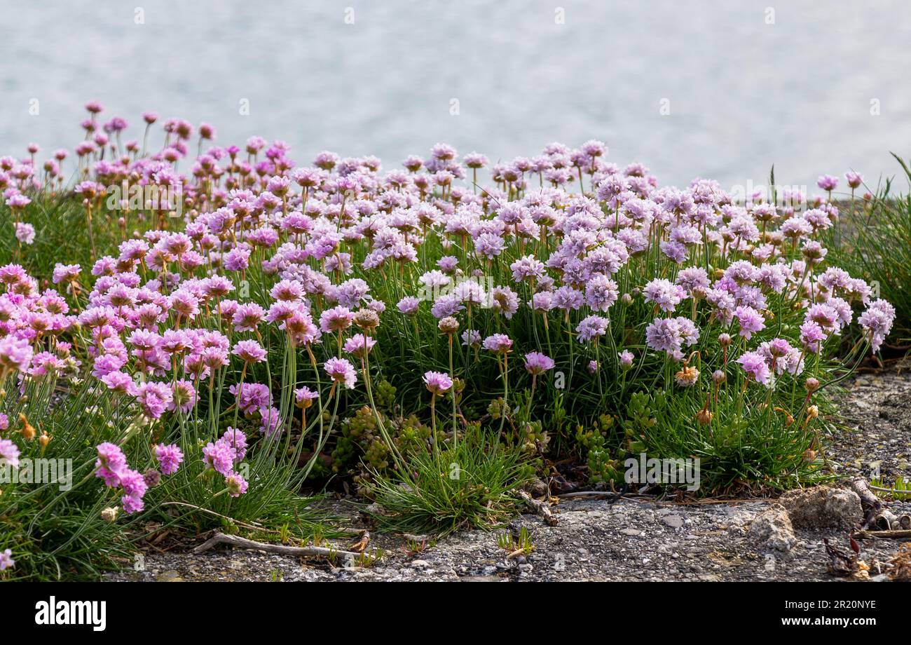 Hardy perennial foreshore plant hi-res stock photography and images - Alamy