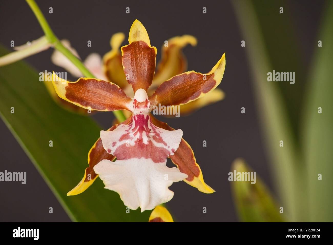 Dancing Lady Onicidium Orchid 13019 Stock Photo - Alamy