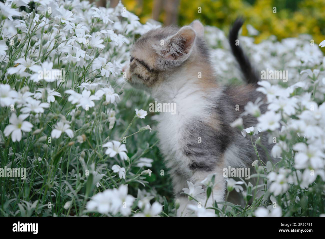 Flowers white Cerastium tomentosum and cat. The concept of pets and ...