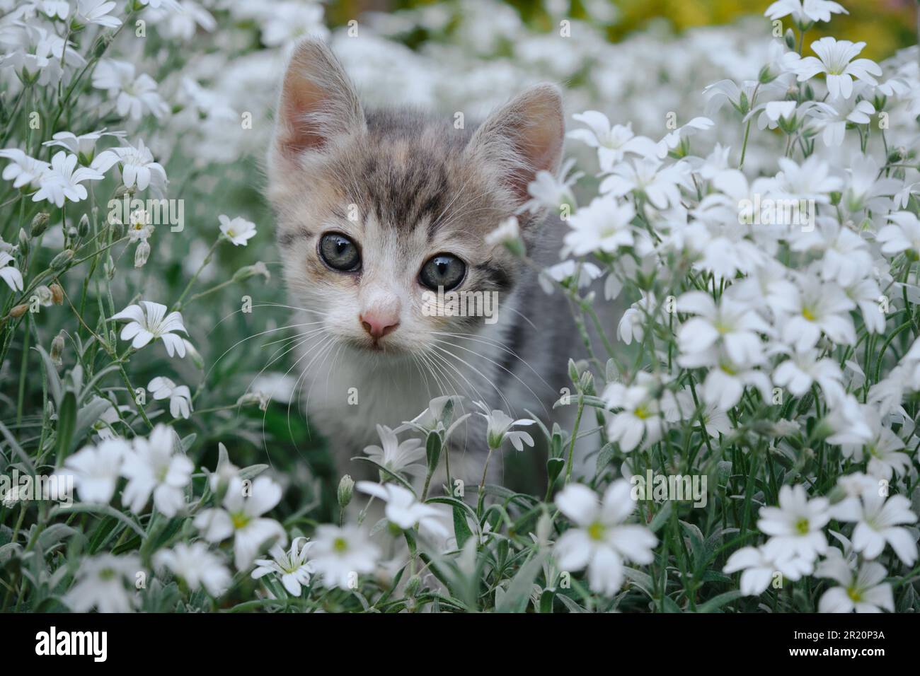 Flowers white Cerastium tomentosum and cat. The concept of pets and ...