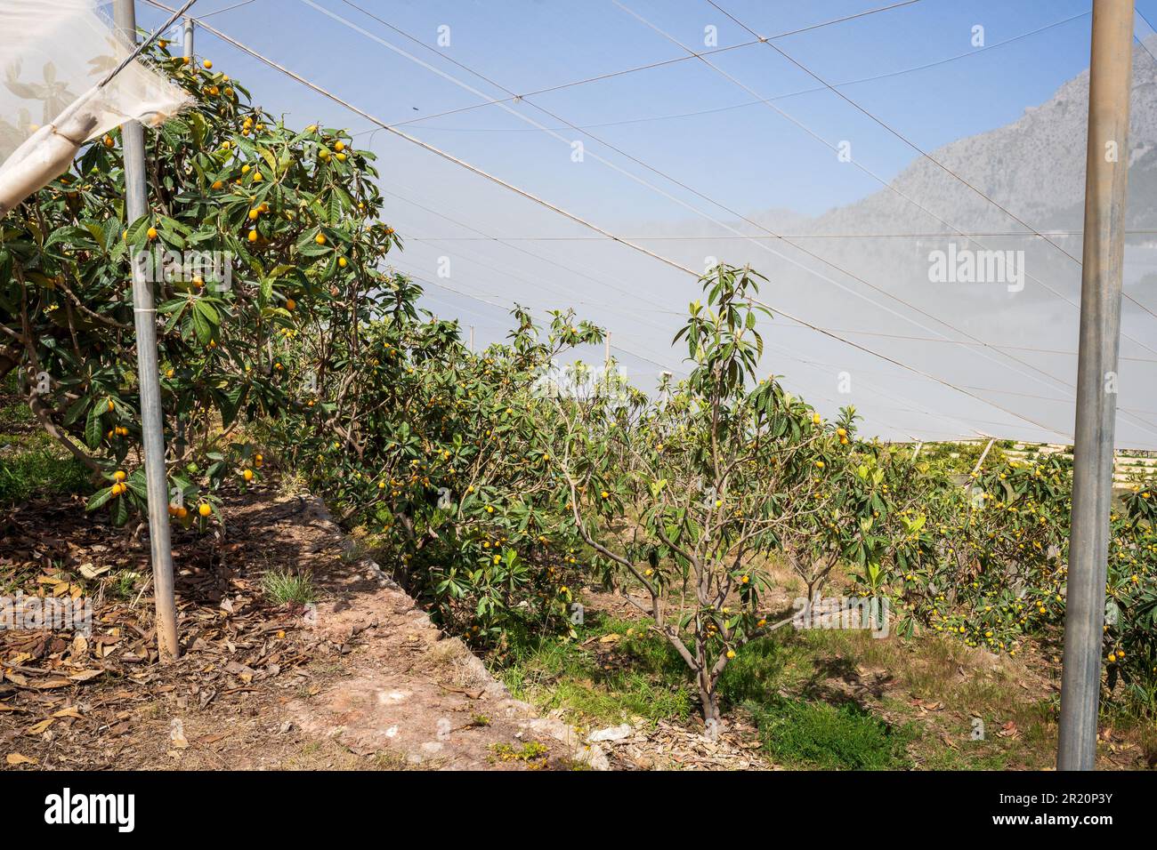 Mountains with cultivated ‘vineyards’ farmland and greenhouse ...