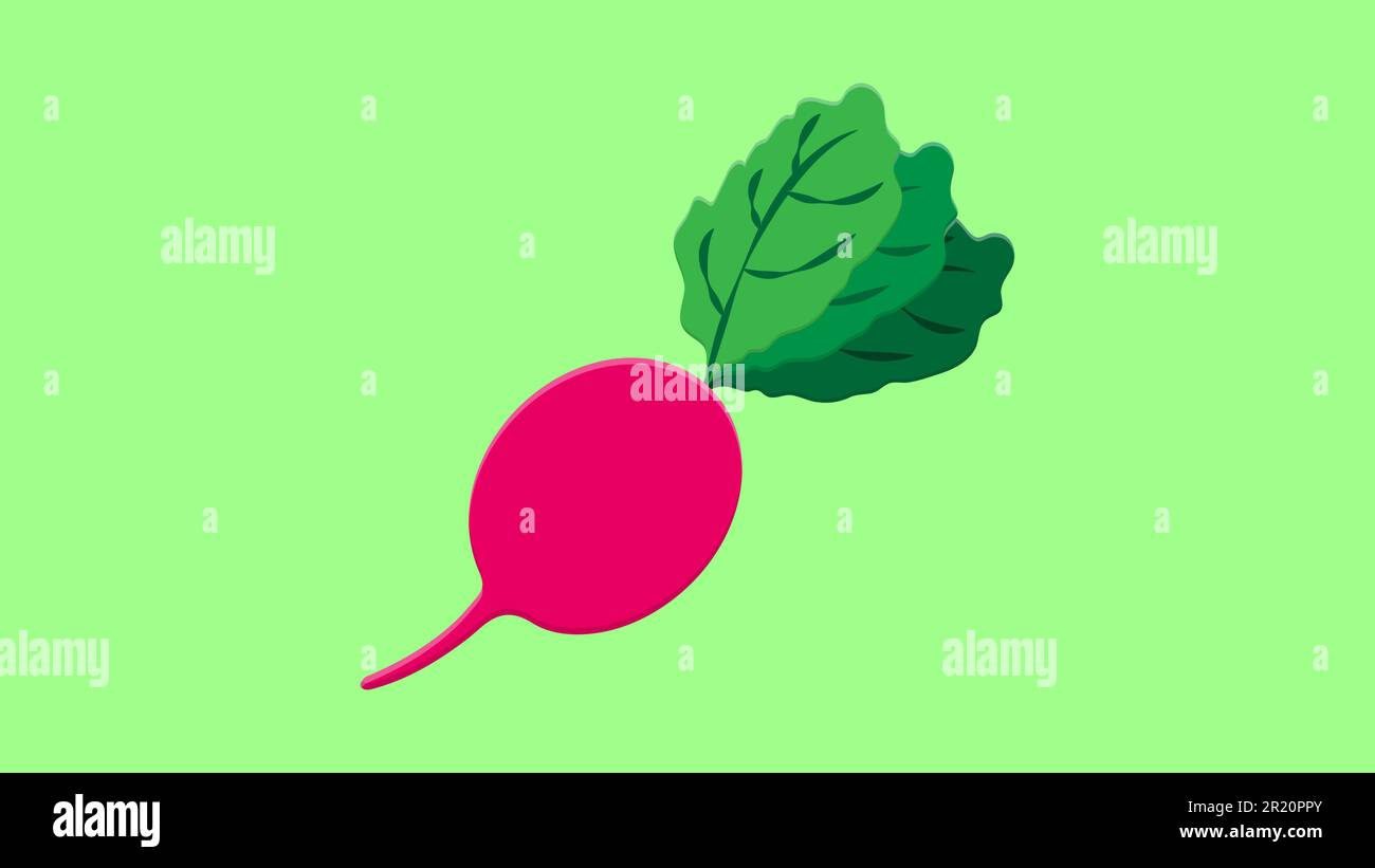 Root radish vegetable with green leaves isolated. Vector vegetarian ...