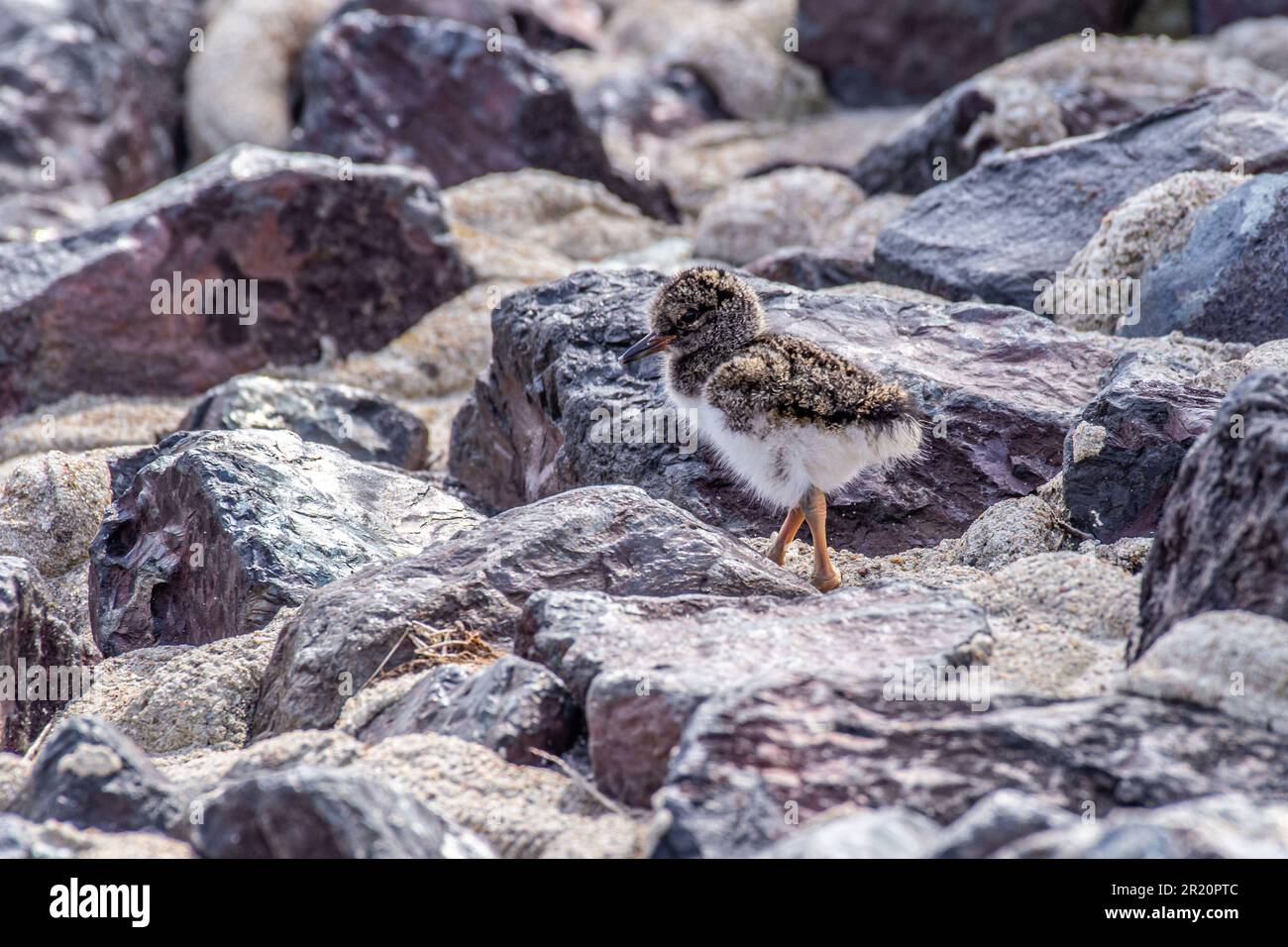 A small oystercather chick hiding in between stones at the beach Stock ...