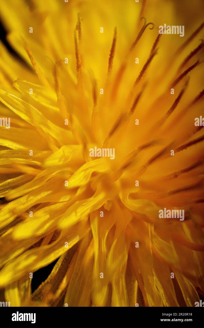 Revealing bright yellow petals hi-res stock photography and images - Alamy