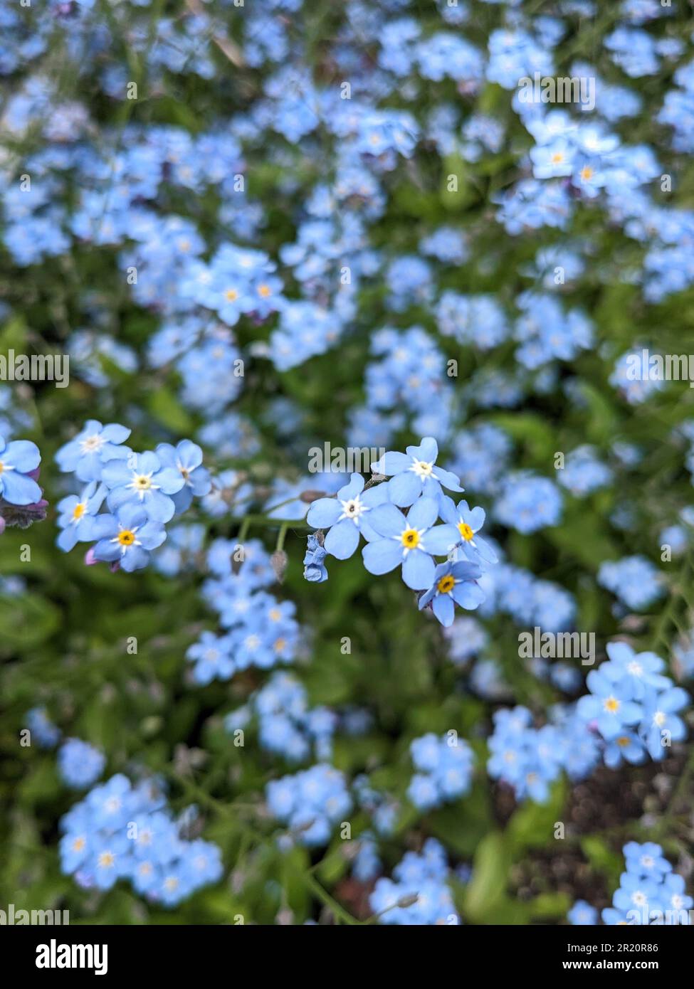 A Pretty Small Forget Me Not Bue Flowers in Meadow Stock Photo - Alamy