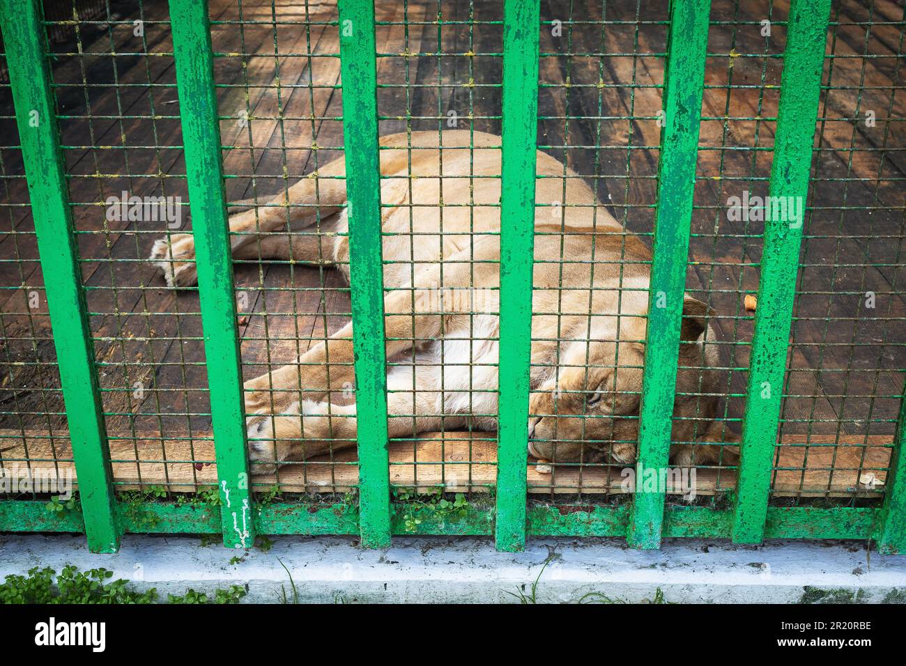 Lioness in a cage, a concept on the theme of poor keeping of animals in ...