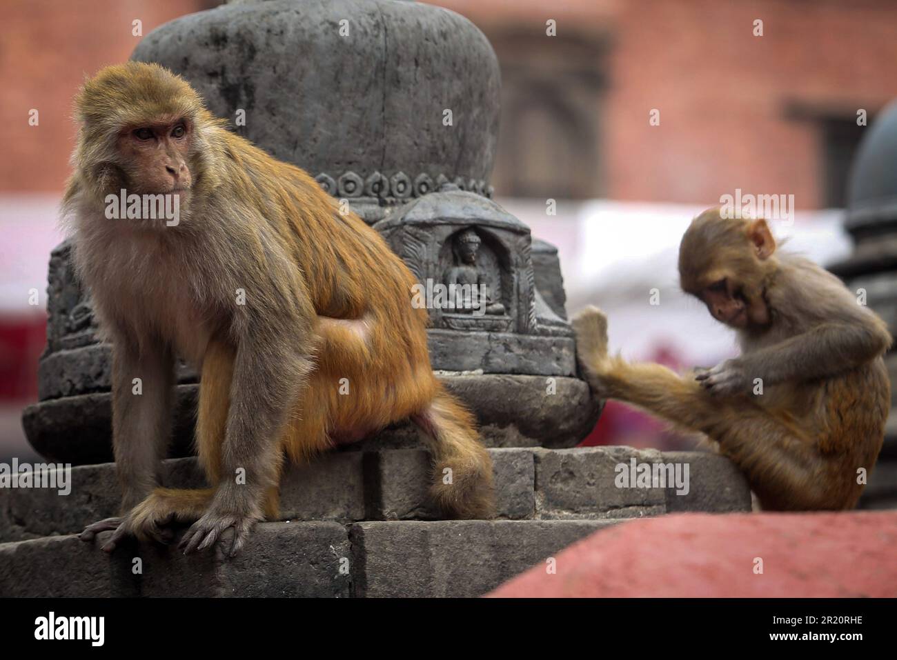 Kathmandu, Bagmati, Nepal. 16th May, 2023. Monkeys rest on a stupa at ...