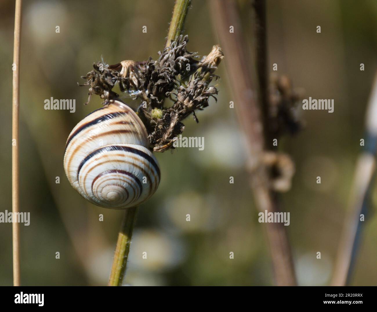 A snail with a white shell with brown and black stripes on a green ...