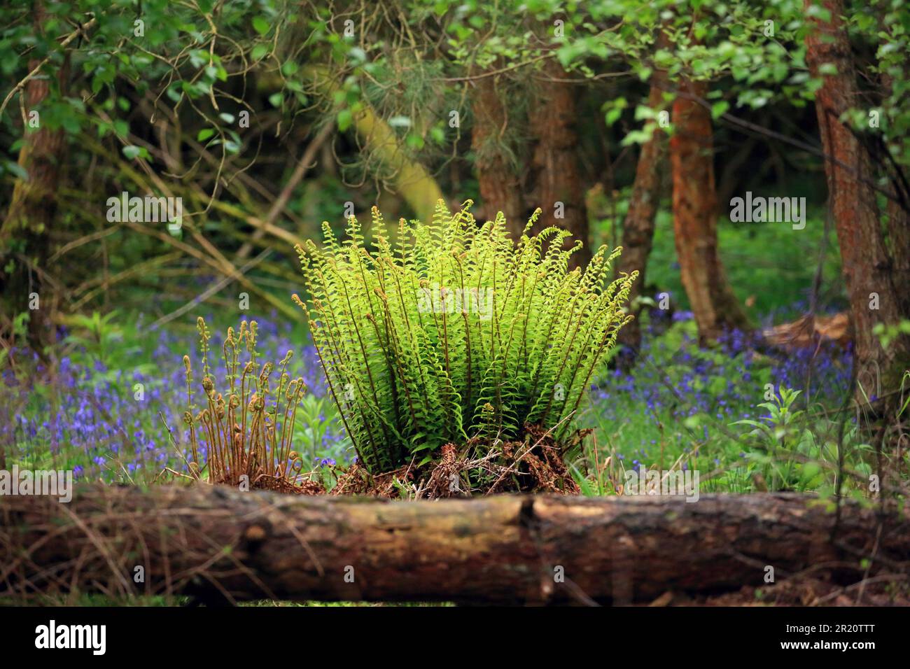 A Fern growing in a uk woodland Stock Photo - Alamy