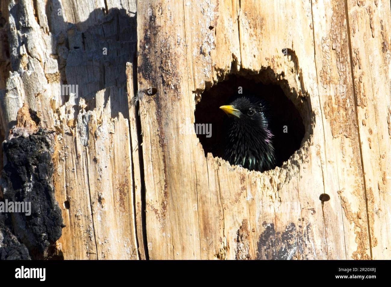Bird Nest Inside Tree