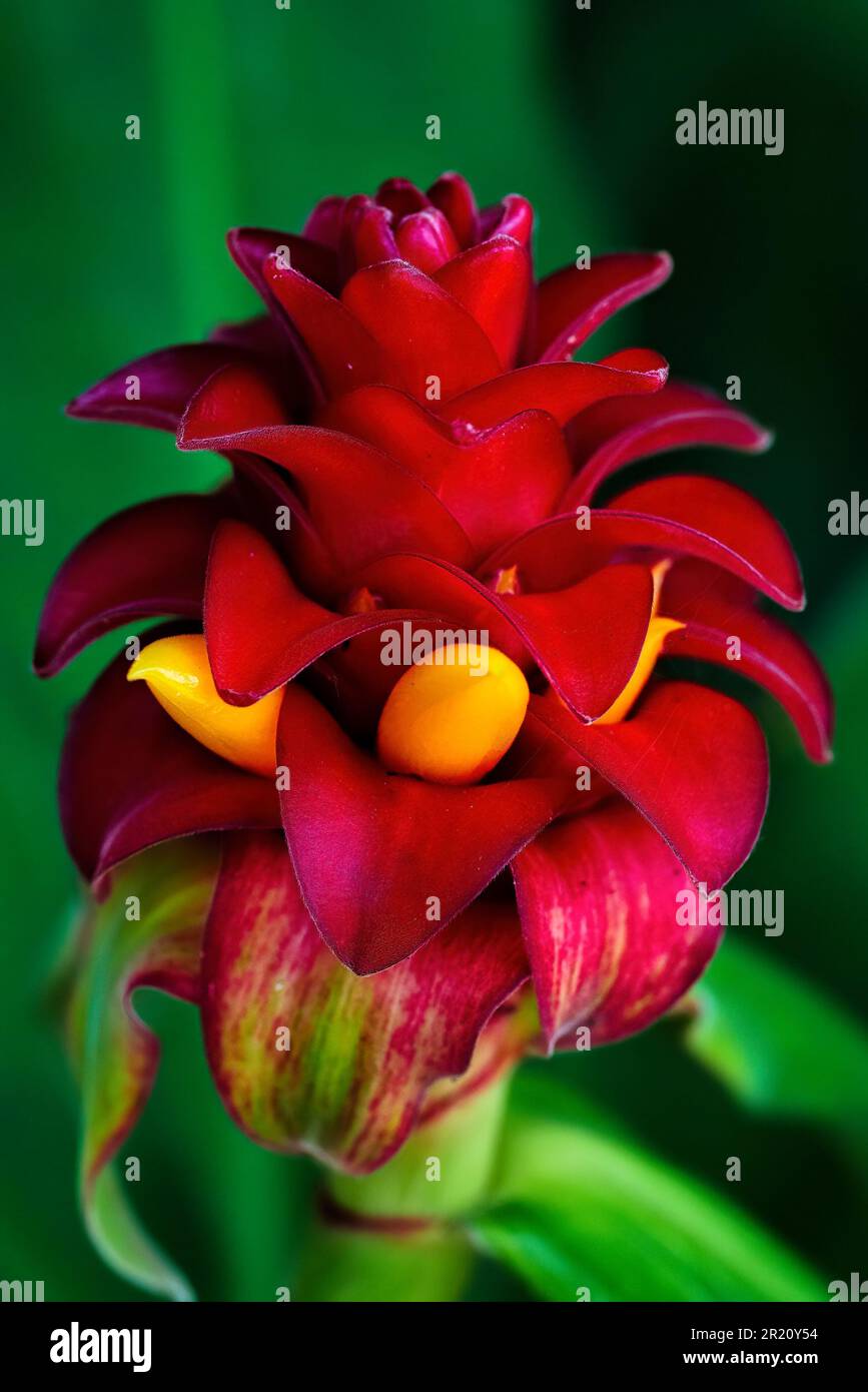 A vibrant red Curcuma roscoeana flower with its petals spread outward ...