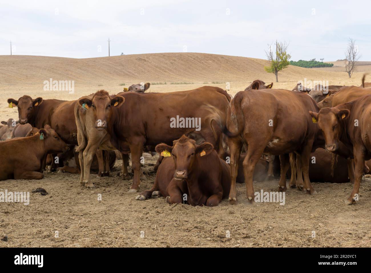 Herd of brown cattle on dry grassland outdoors Stock Photo - Alamy