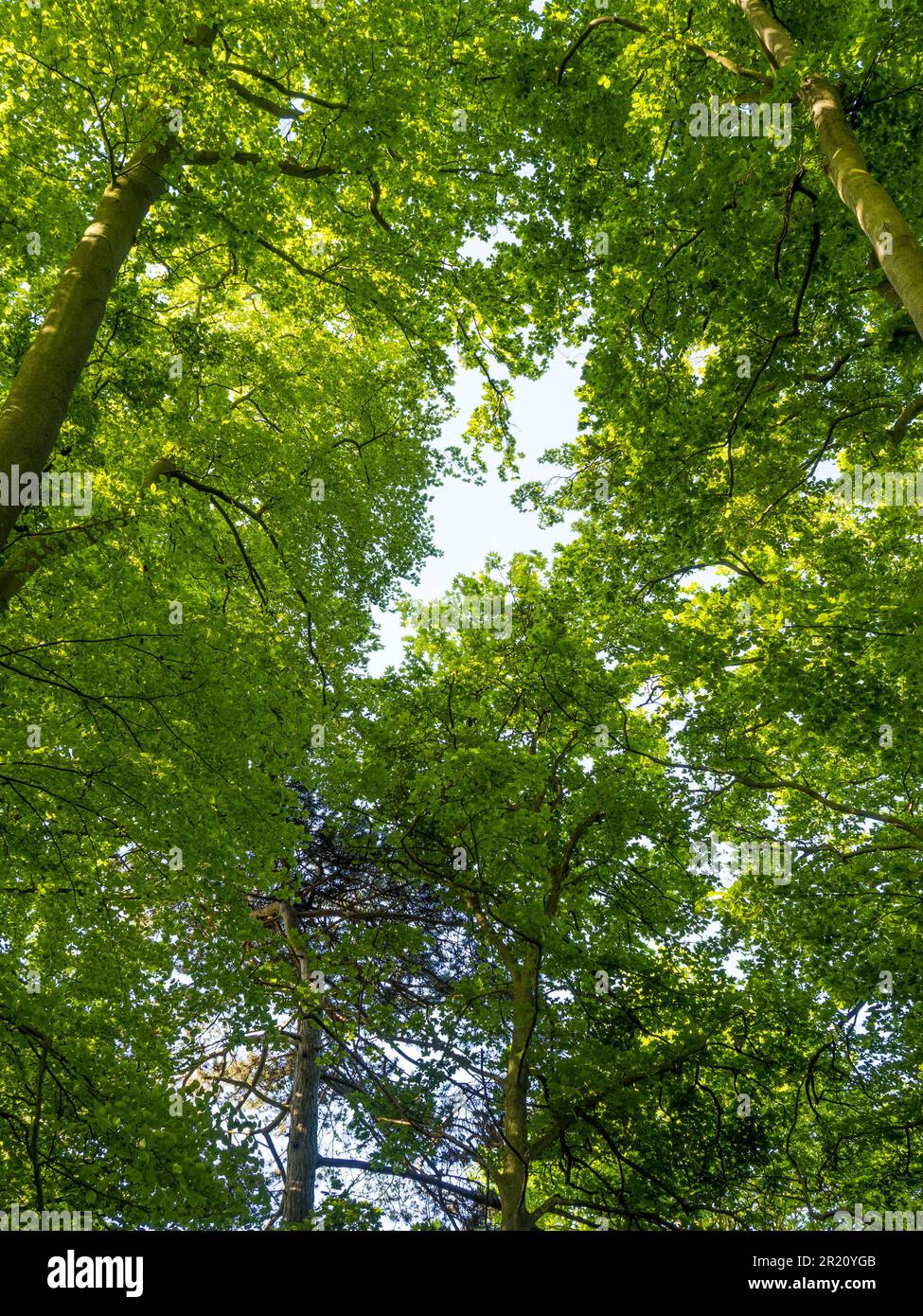 View of Trees and Sunlight Looking Up, Balmore Walk, Caversham, Reading ...