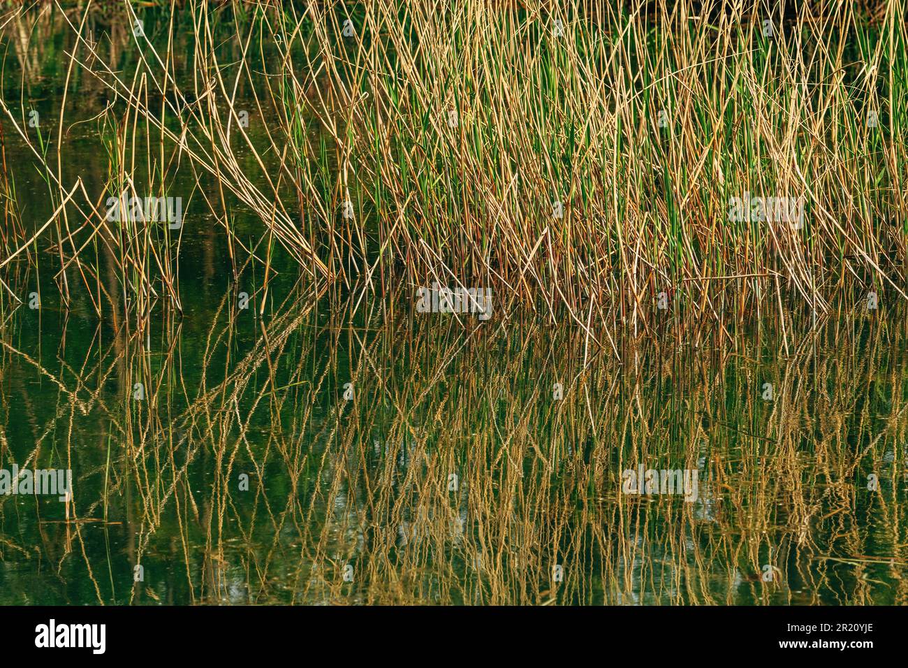 Sedge reed hi-res stock photography and images - Alamy