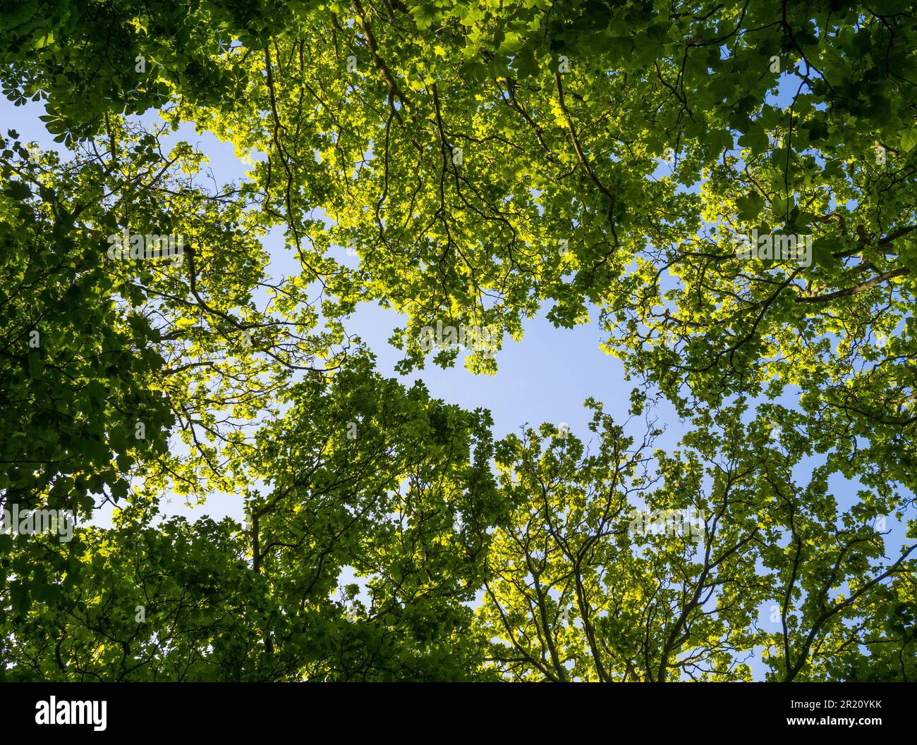 Tree Canopy, Looking up at Sky, Trees, Blue Sky, Balmore Walk ...