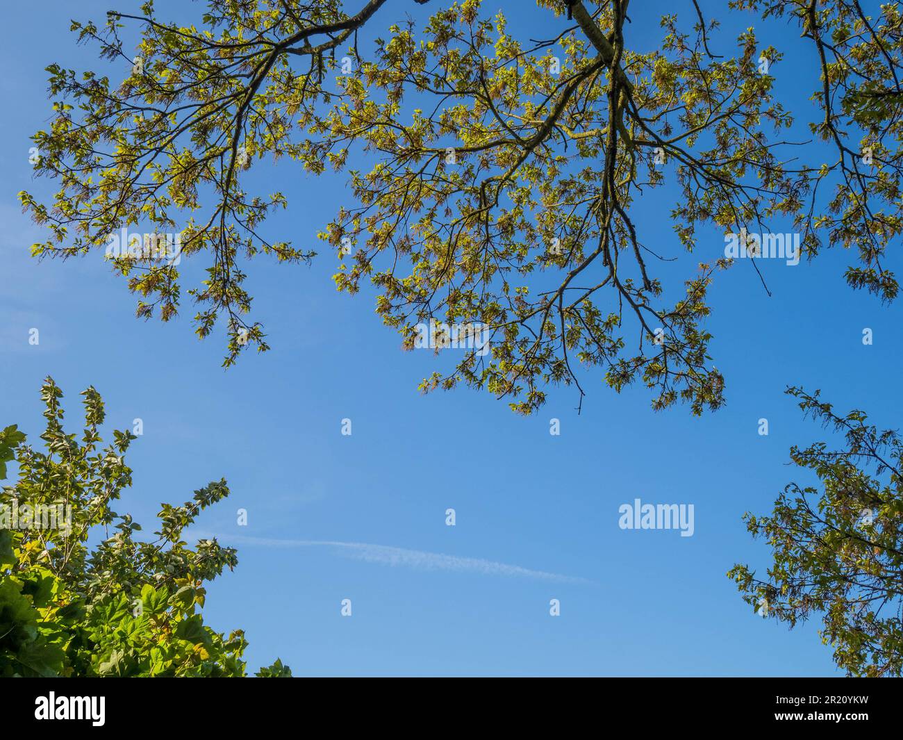 Tree Canopy, Looking up at Sky, Trees, Blue Sky, Balmore Walk ...