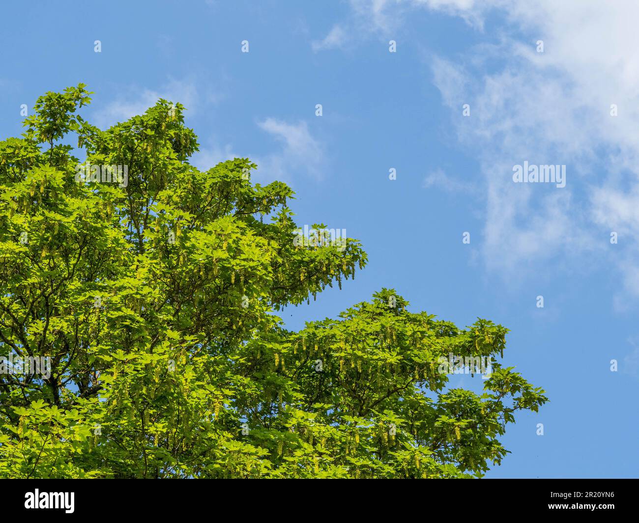 Looking Up at Tree with Green Leaves and White Clouds, Landscape ...