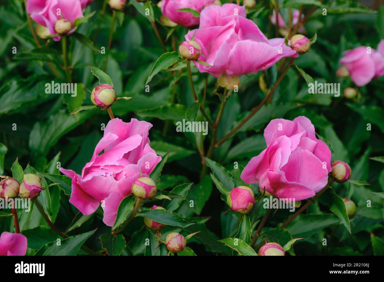 Full Bloom trend. Shallow depth of field. Bright pink saturated peonies ...