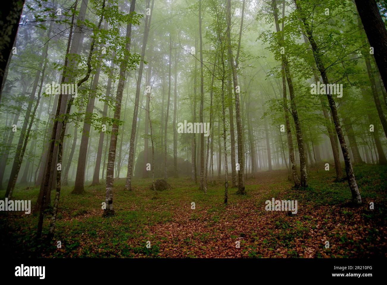 Forest in spring with fog after the rain Stock Photo - Alamy