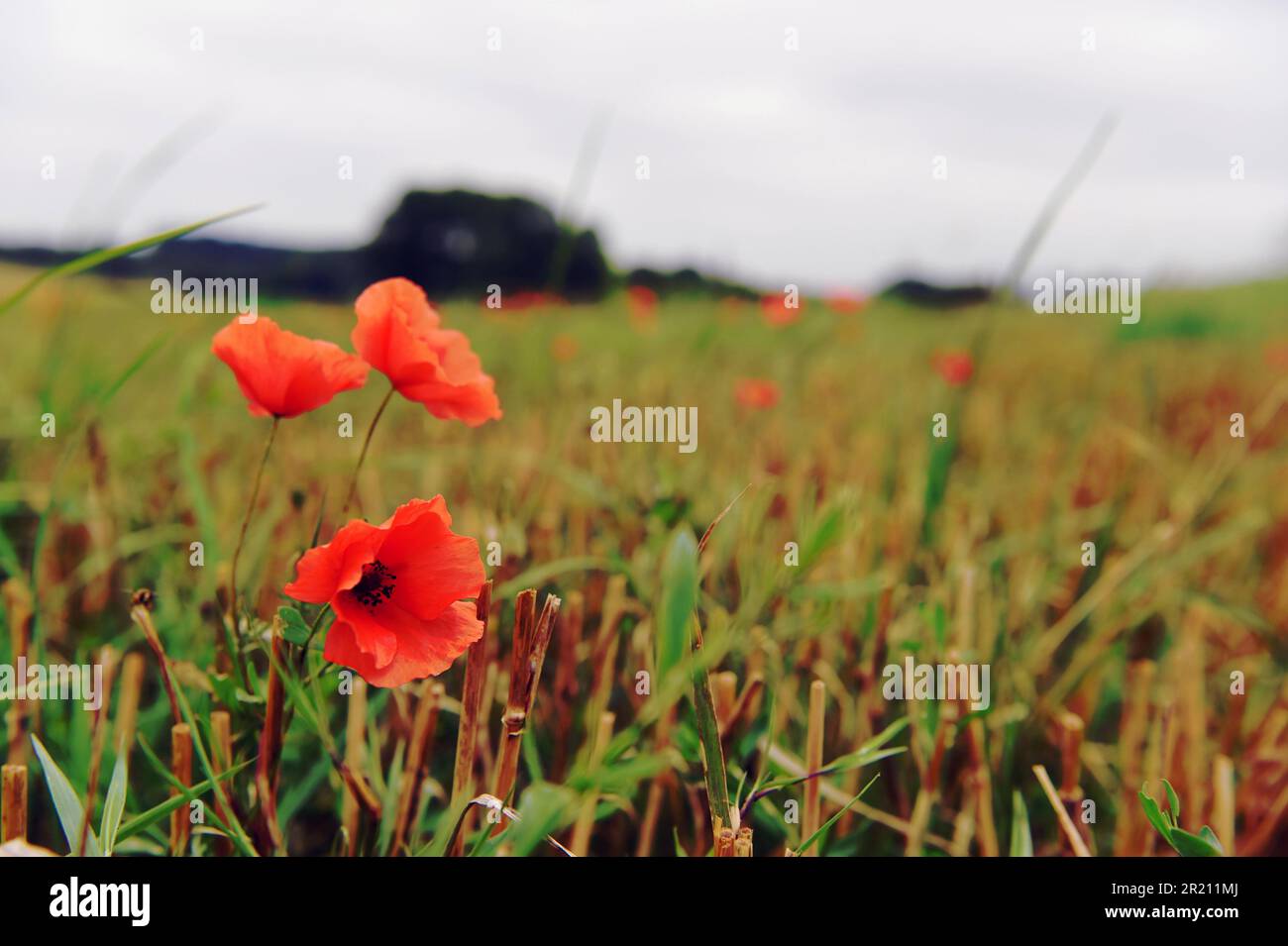 Photograph of poppies growing in fields in the Somme, a department of ...