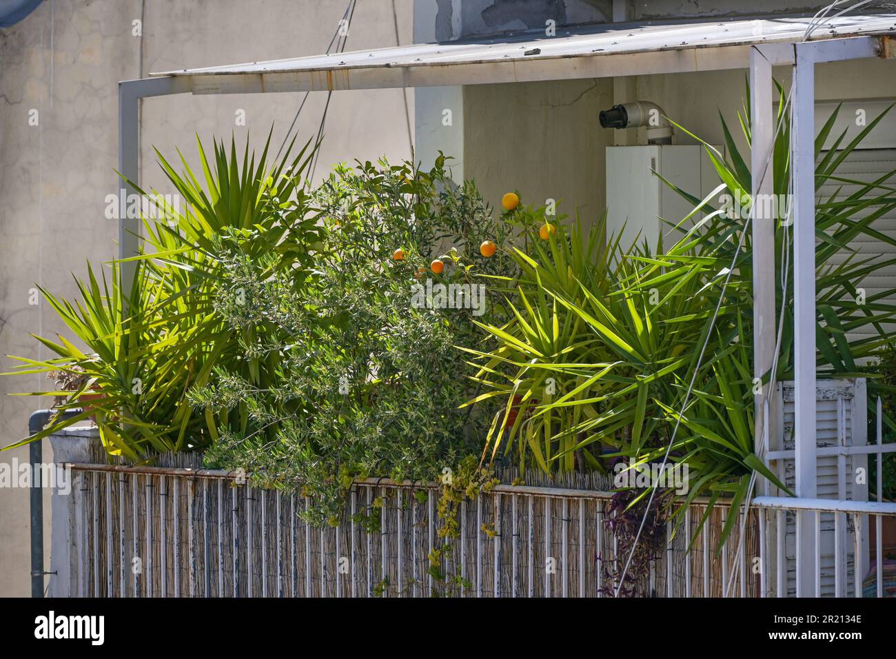 Palm tree olive tree hi-res stock photography and images - Alamy