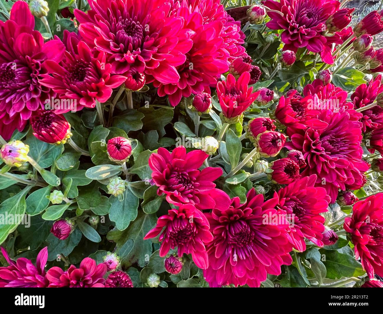 Red and yellow mums hi-res stock photography and images - Alamy