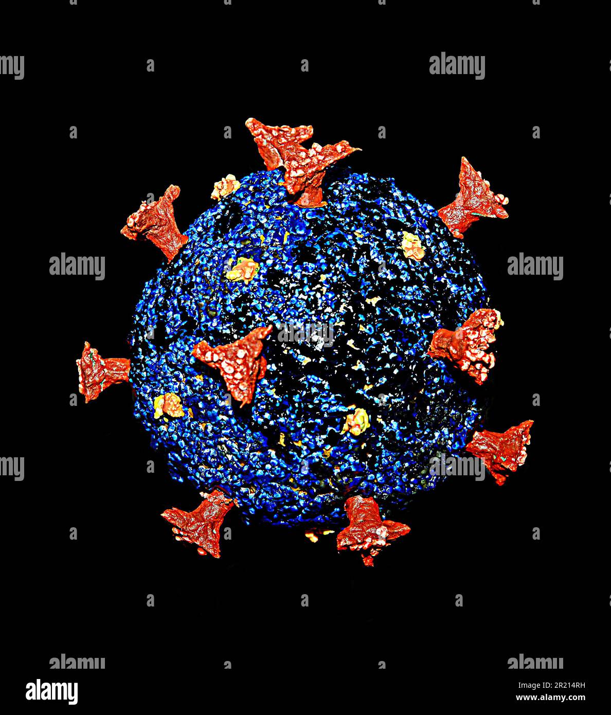 A model of the SARS-CoV-2 coronavirus that causes the COVID-19 disease ...