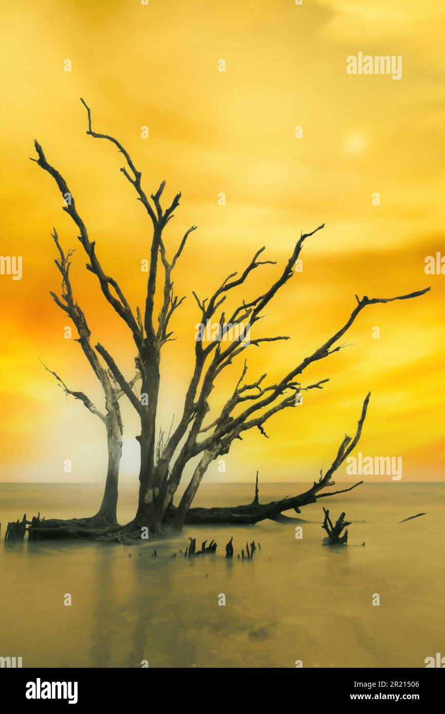 Surreal twisted dead trees at Driftwood Beach in South Carolina under a ...
