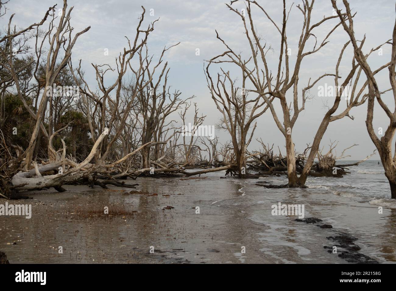 Surreal twisted dead trees at Driftwood Beach in South Carolina under a ...